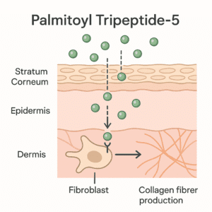 The Peptide Powerhouse: 11 Reasons Palmitoyl Tripeptide-5 Is One of the ...